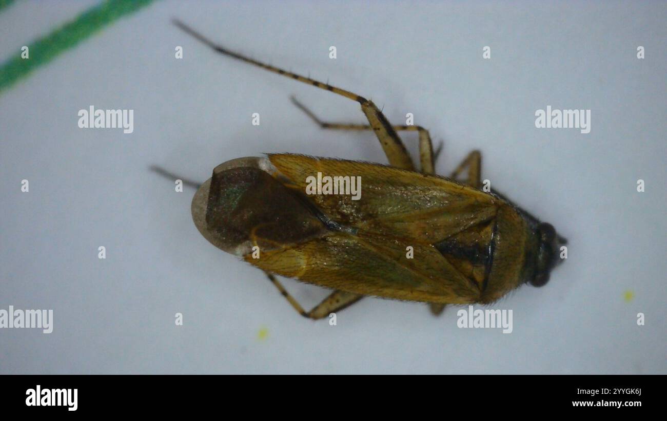 Common Nettle Flower Bug (Plagiognathus arbustorum Stock Photo - Alamy