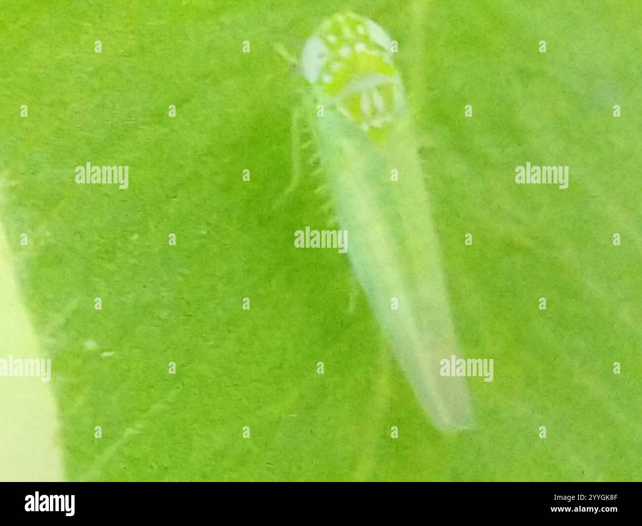 Empoasca hi-res stock photography and images - Alamy