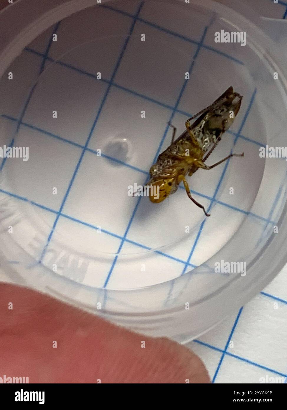 Glassy-winged Sharpshooter (Homalodisca vitripennis Stock Photo - Alamy