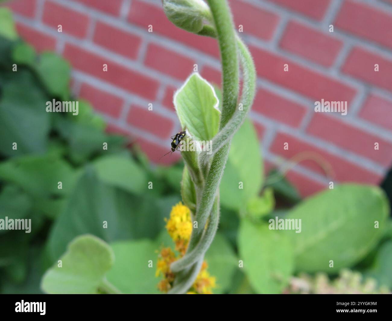 Three Spotted Nettle Bug (Liocoris tripustulatus Stock Photo - Alamy