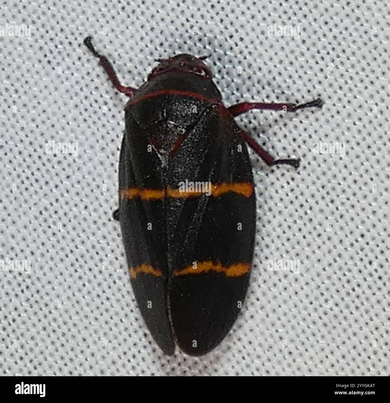 Prosapia bicincta hi-res stock photography and images - Alamy