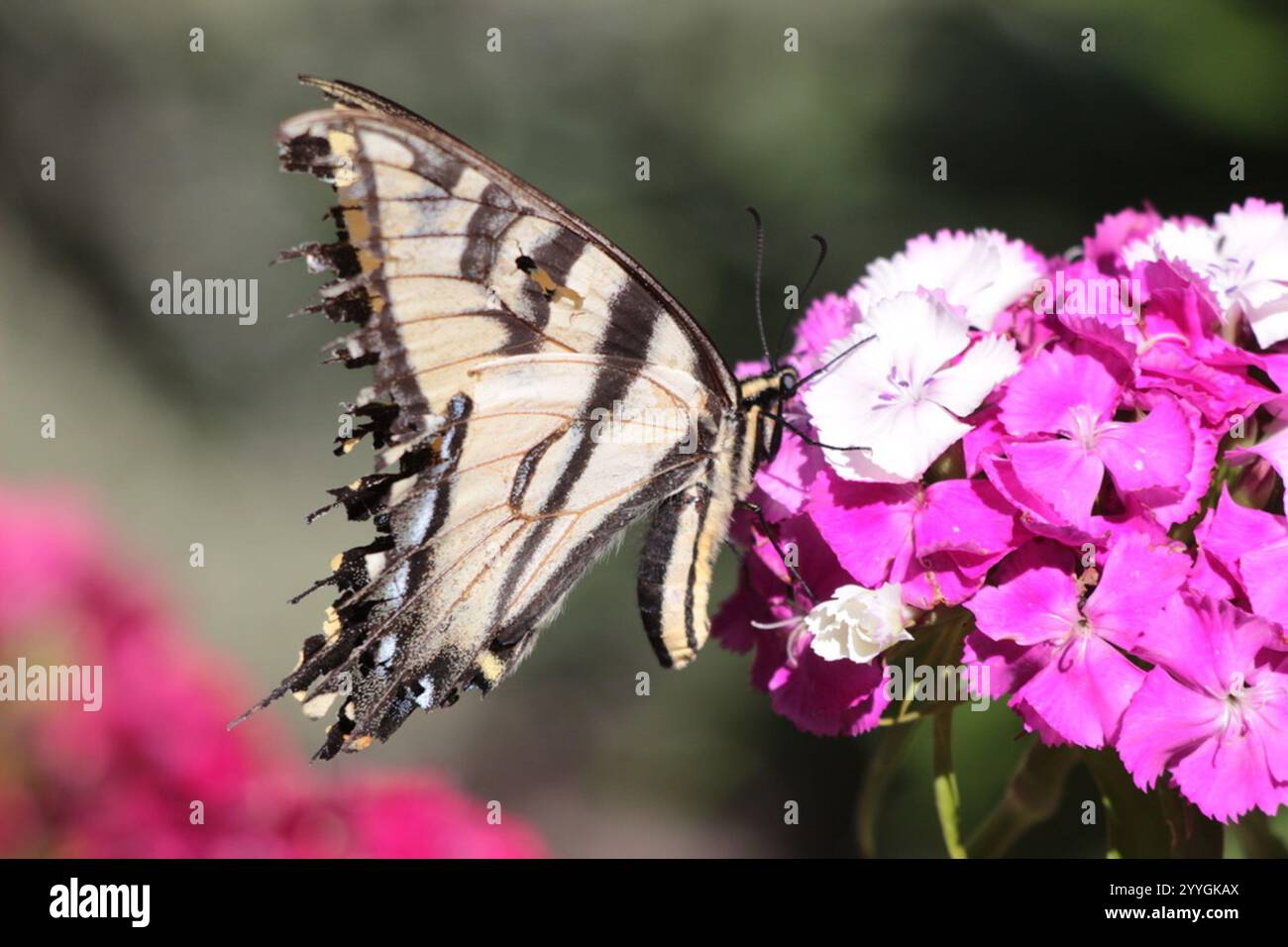 Western Tiger Swallowtail (Papilio rutulus Stock Photo - Alamy