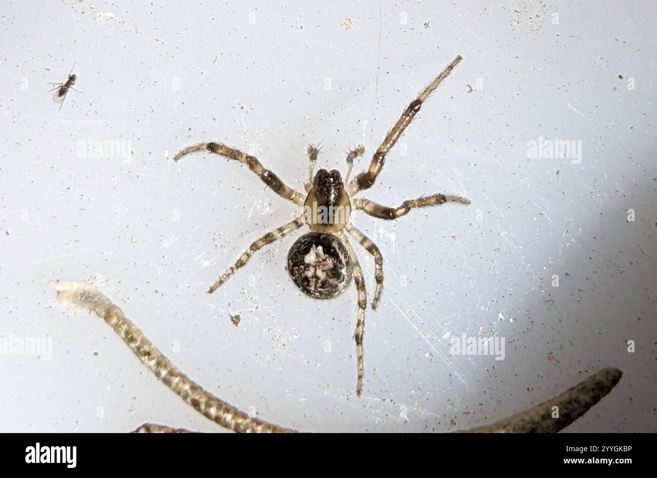 Silver-sided Sector Spider (Zygiella x-notata Stock Photo - Alamy