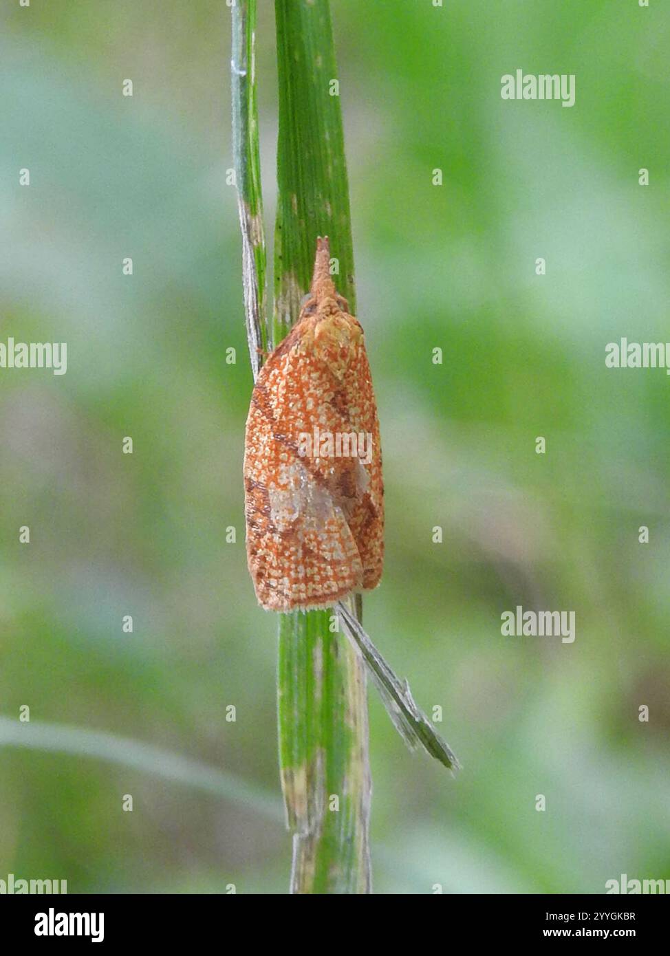 Reticulated Fruitworm Moth (Cenopis reticulatana Stock Photo - Alamy