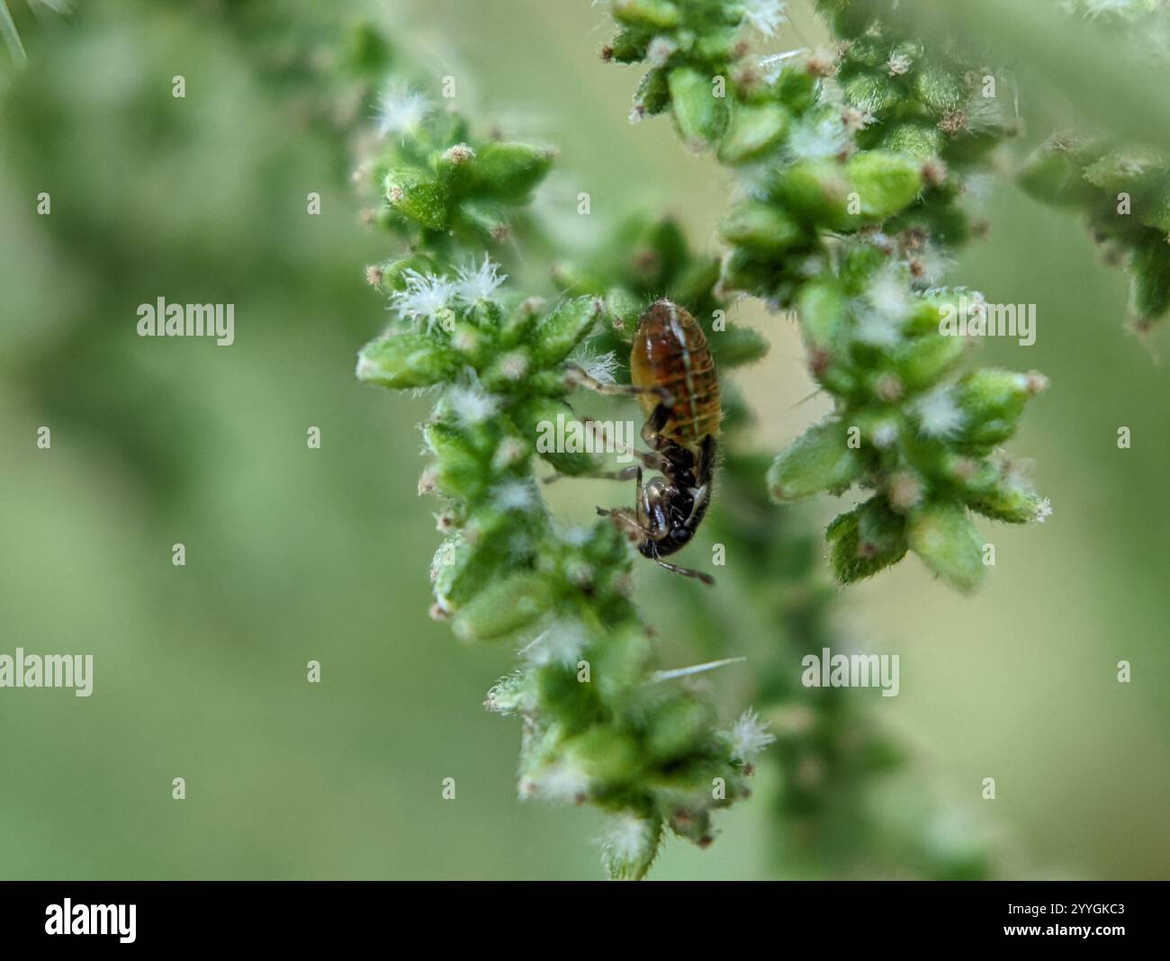 Nettle ground bug (Heterogaster urticae Stock Photo - Alamy