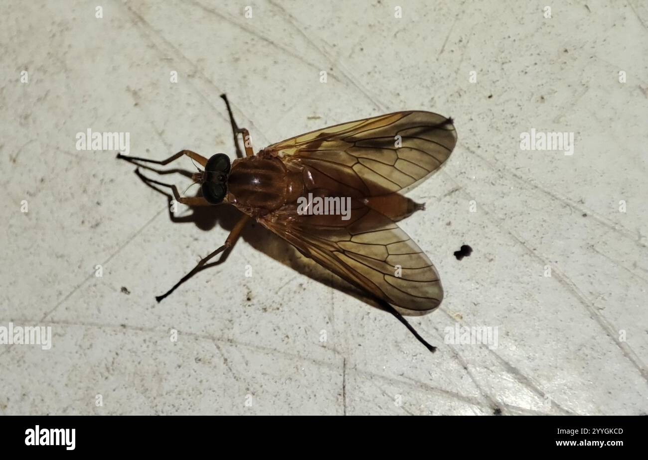 Rhagio tringarius hi-res stock photography and images - Alamy