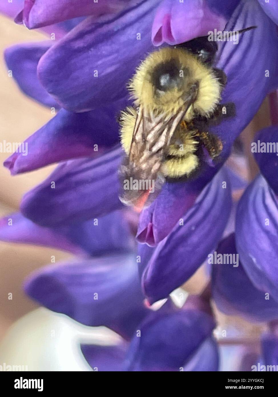 Half-black Bumble Bee (Bombus vagans Stock Photo - Alamy