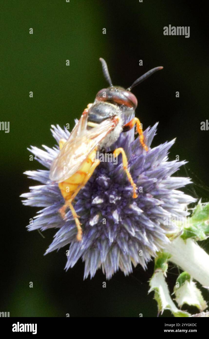European beewolf (Philanthus triangulum Stock Photo - Alamy