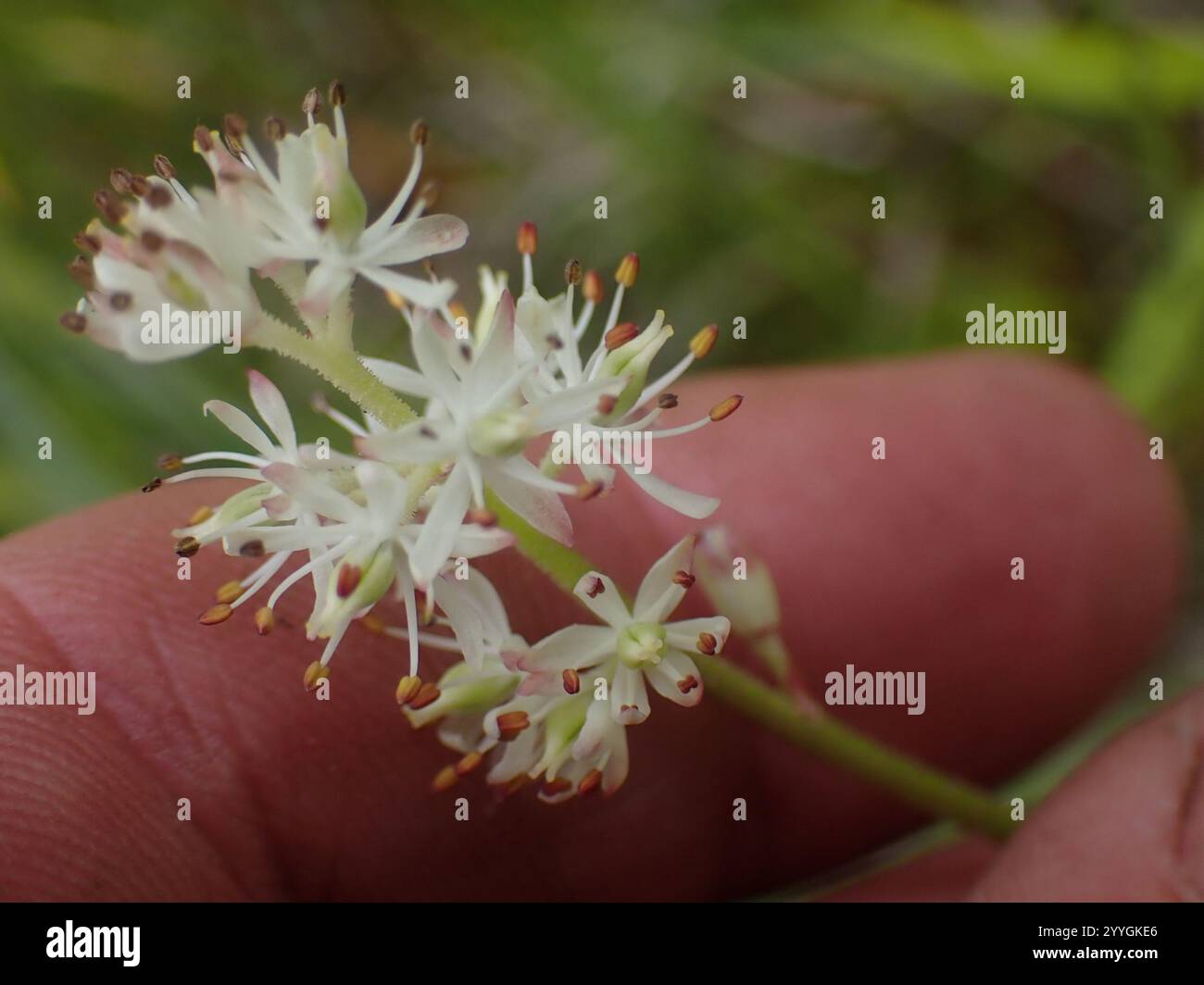 Sticky False Asphodel (Triantha glutinosa Stock Photo - Alamy