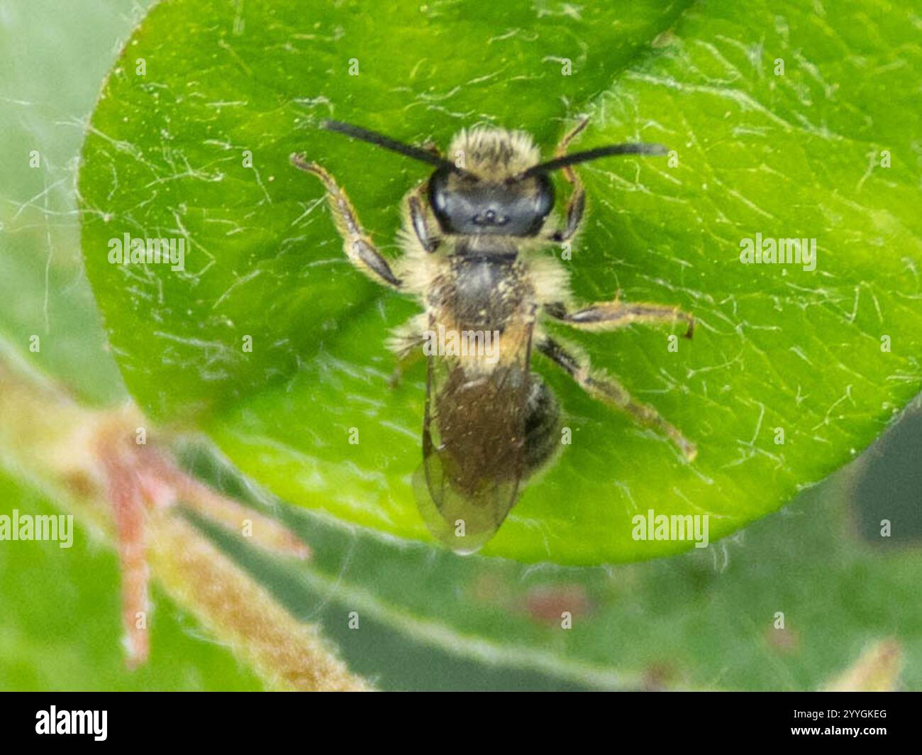 Mining Bees (Andrena Stock Photo - Alamy