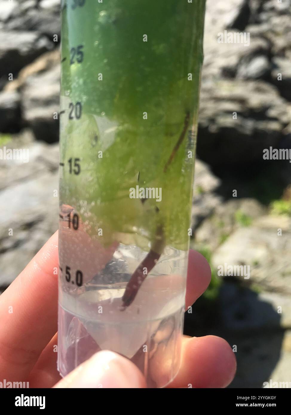 Nerophis lumbriciformis hi-res stock photography and images - Alamy