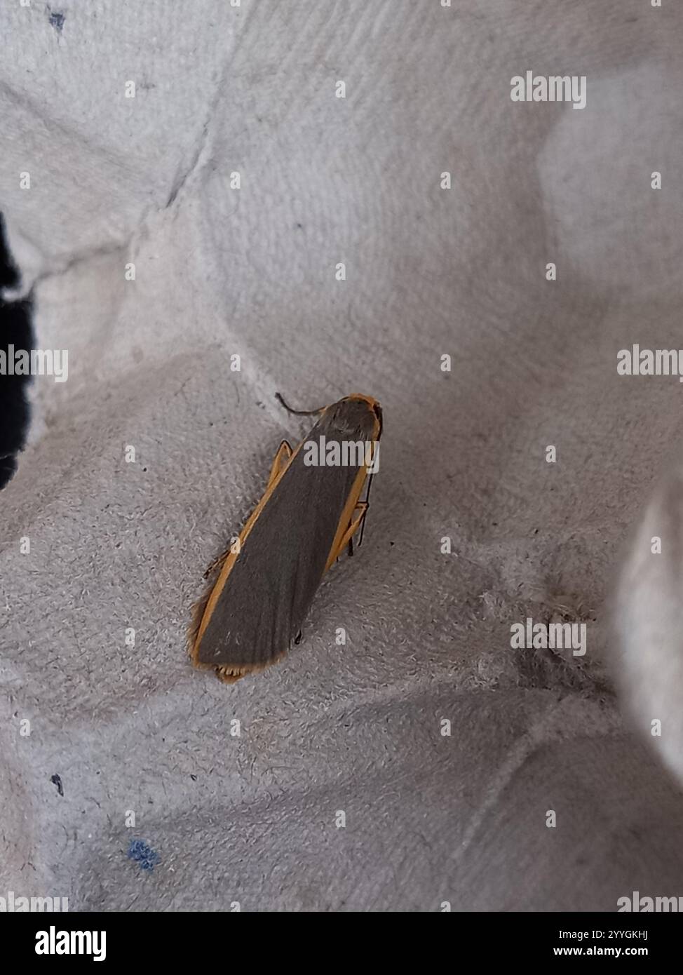 Common Footman (Eilema lurideola Stock Photo - Alamy