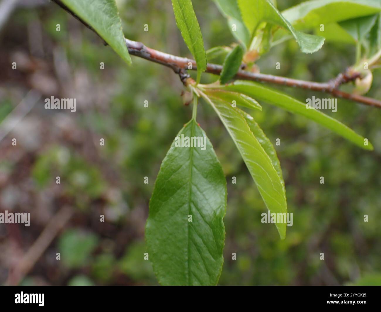 Prunus emarginata hi-res stock photography and images - Alamy