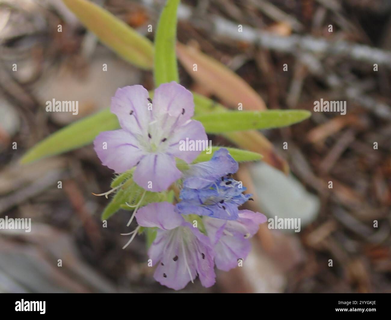 Linearleaf Phacelia (Phacelia linearis Stock Photo - Alamy