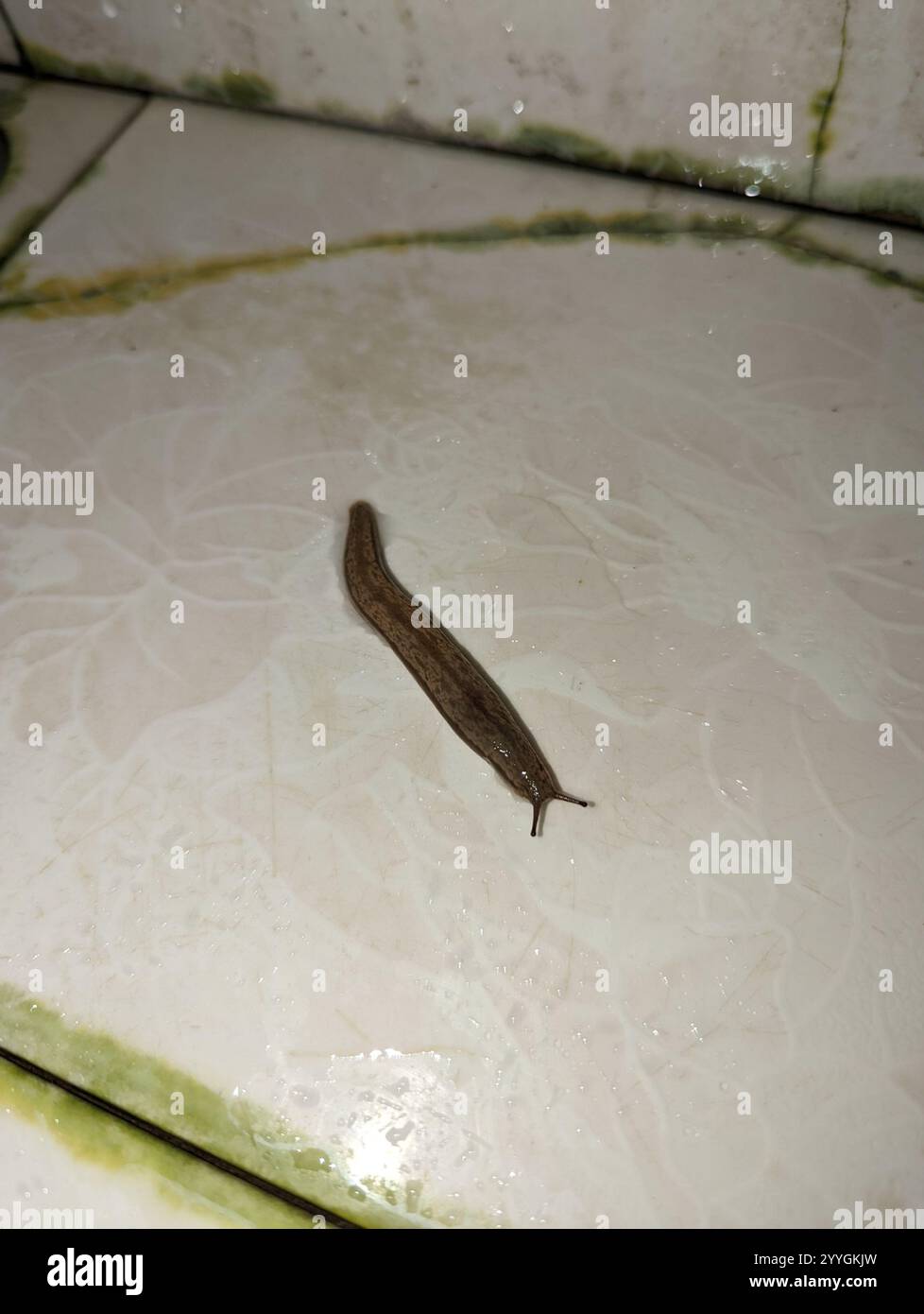 Chinese Slug (Meghimatium bilineatum Stock Photo - Alamy