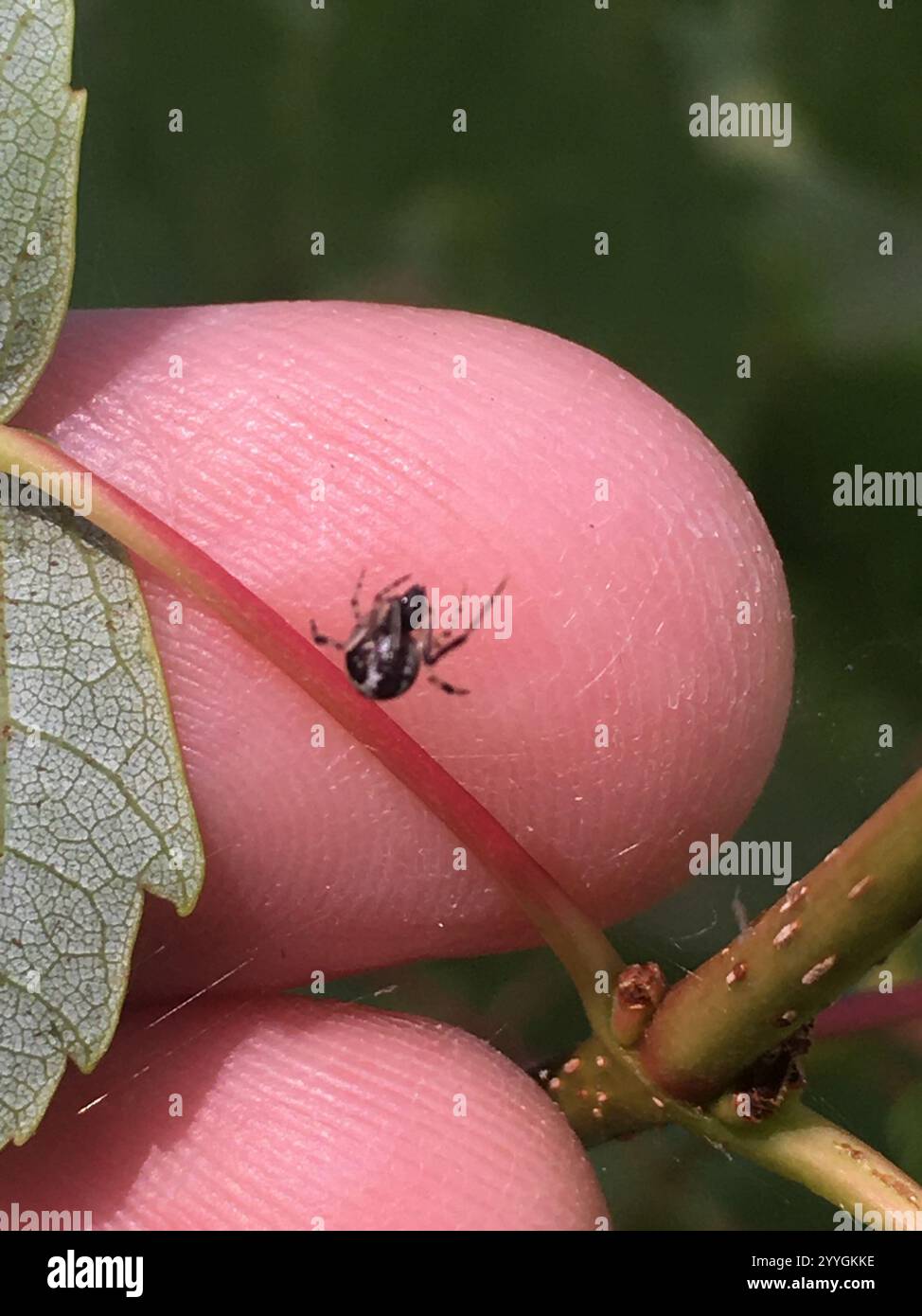 Comb-footed Spiders (Theridiidae Stock Photo - Alamy
