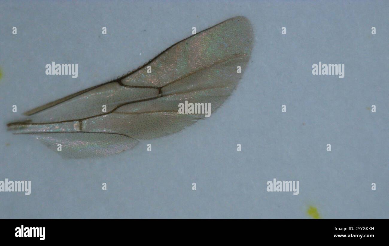 Small Scissor Bee (Chelostoma campanularum Stock Photo - Alamy