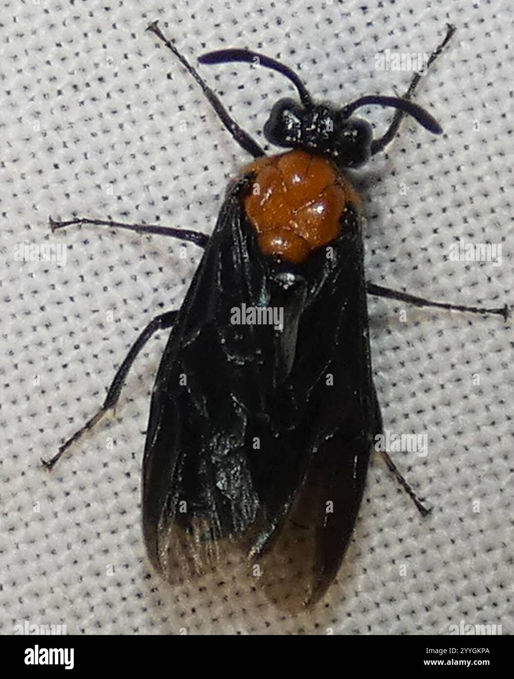 Argid sawflies hi-res stock photography and images - Alamy