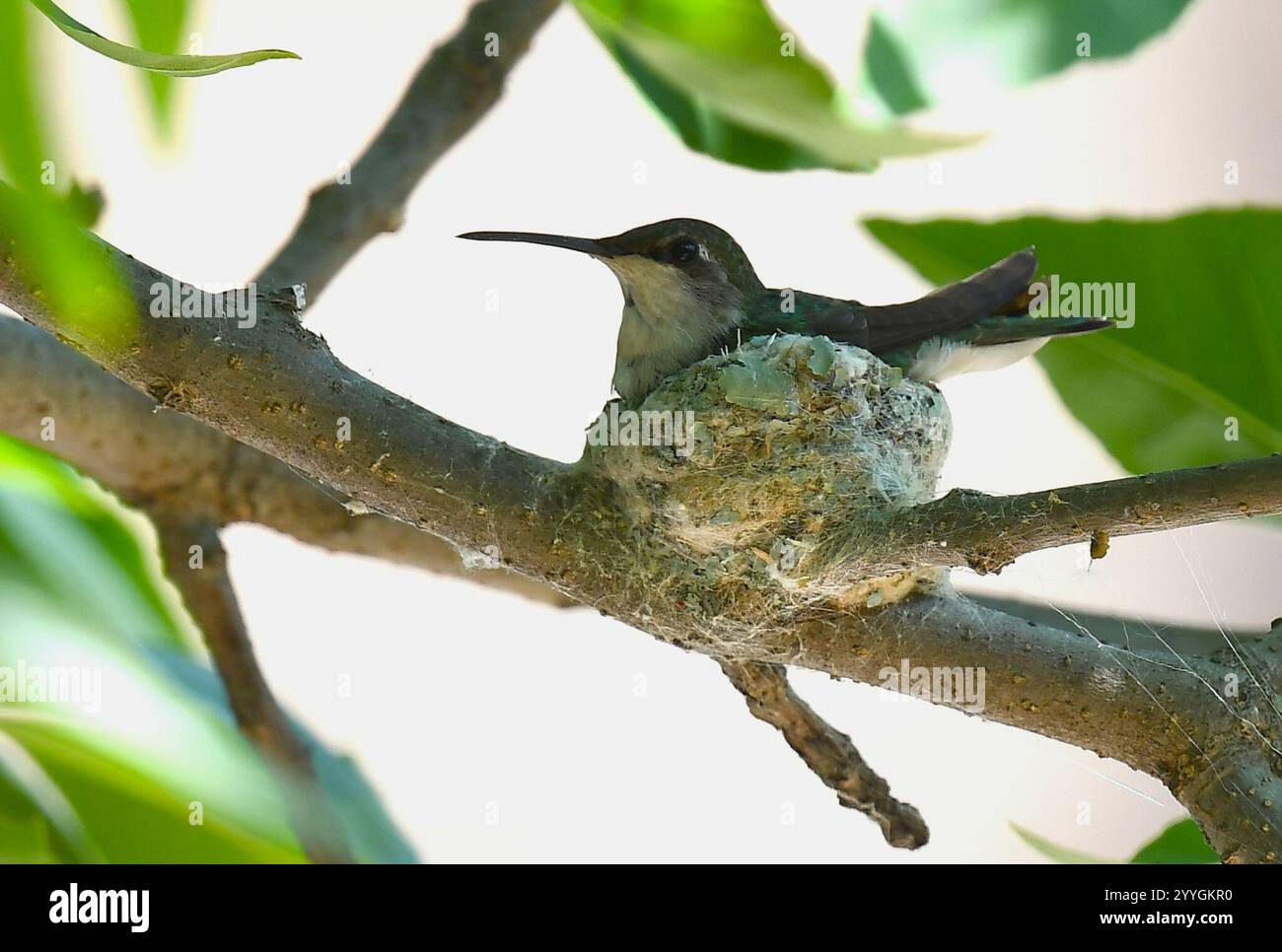 Ruby-throated Hummingbird (Archilochus colubris Stock Photo - Alamy