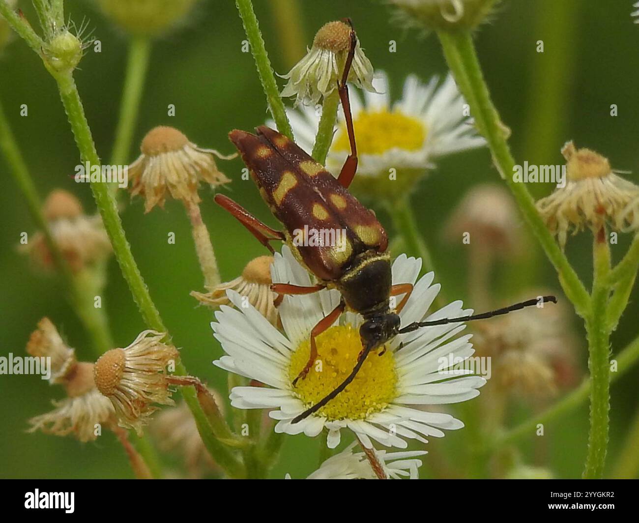 Banded Longhorn Beetle (Typocerus velutinus Stock Photo - Alamy