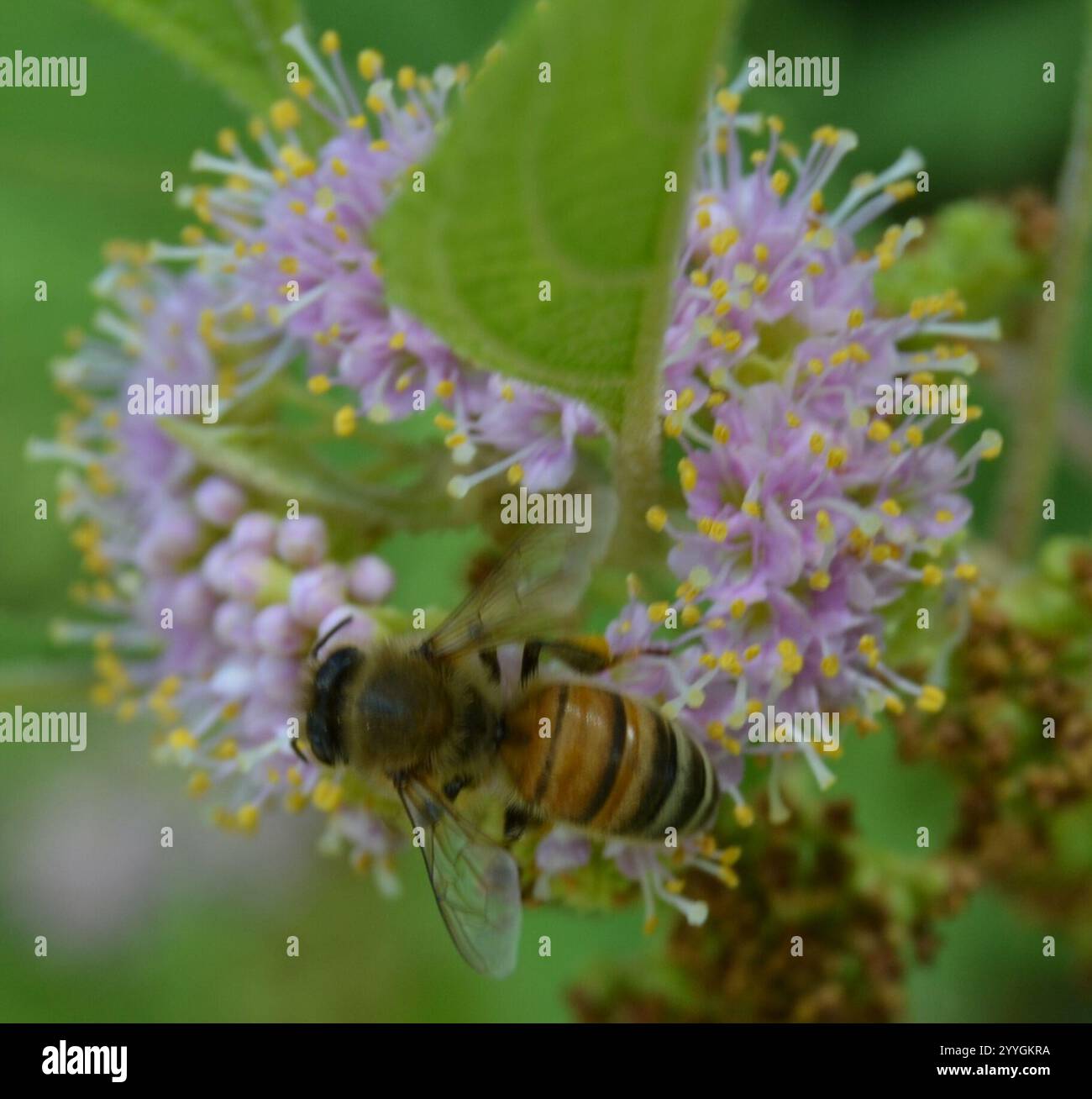 Western Honey Bee (Apis mellifera Stock Photo - Alamy