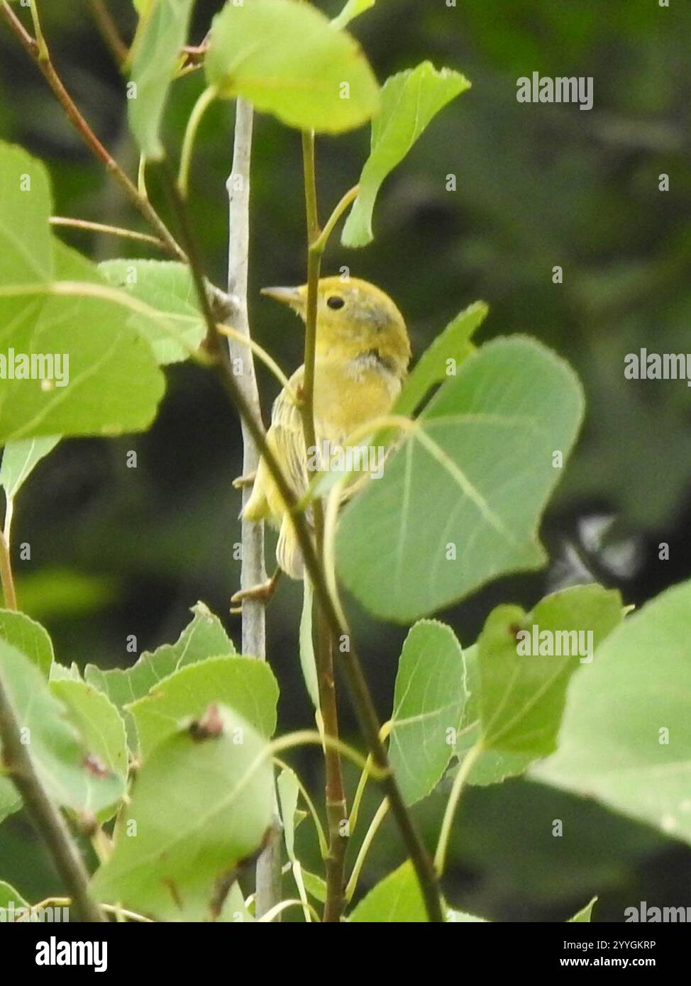 Yellow Warbler (Setophaga petechia Stock Photo - Alamy