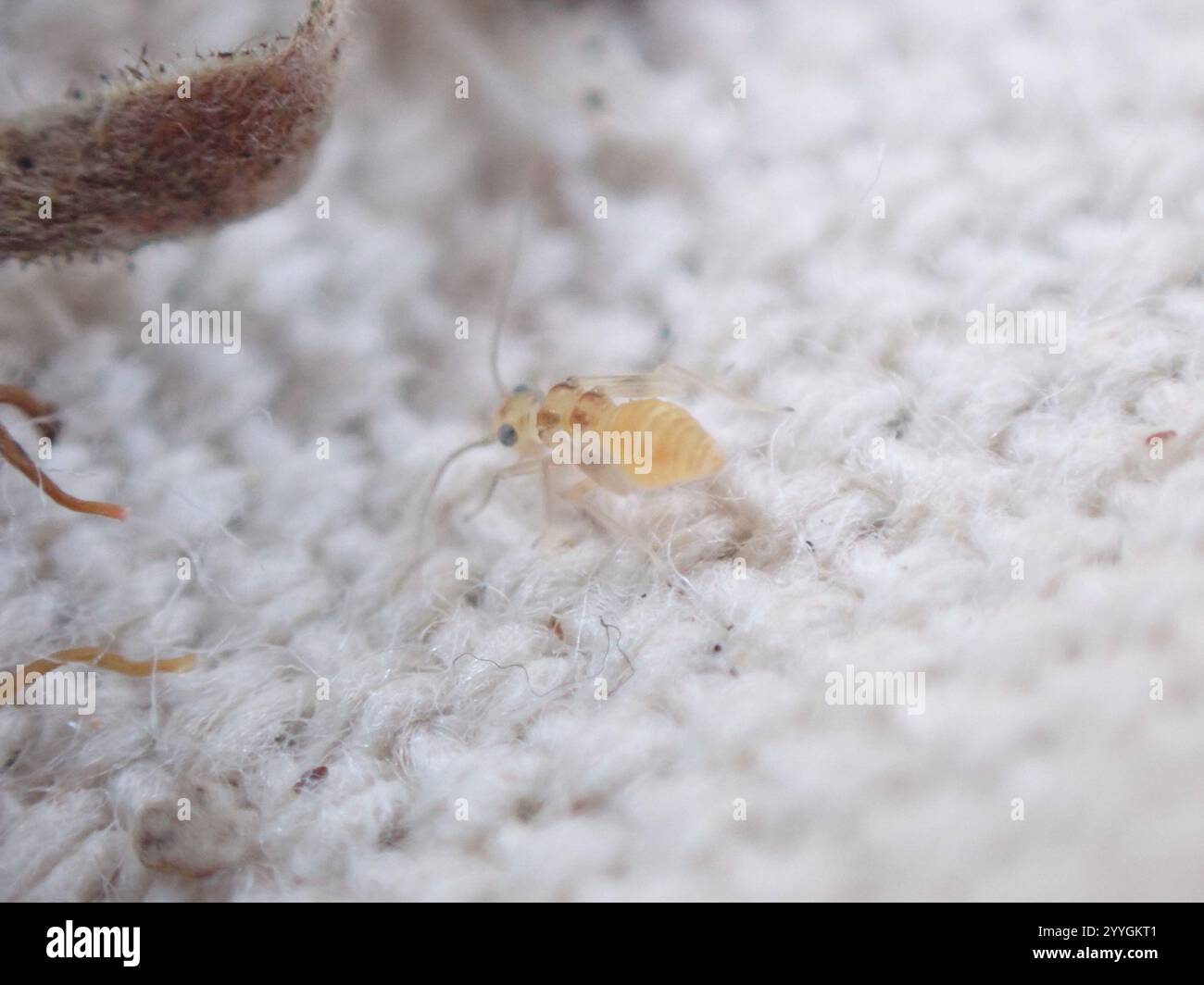 Barklice, Booklice, and Parasitic Lice (Psocodea Stock Photo - Alamy