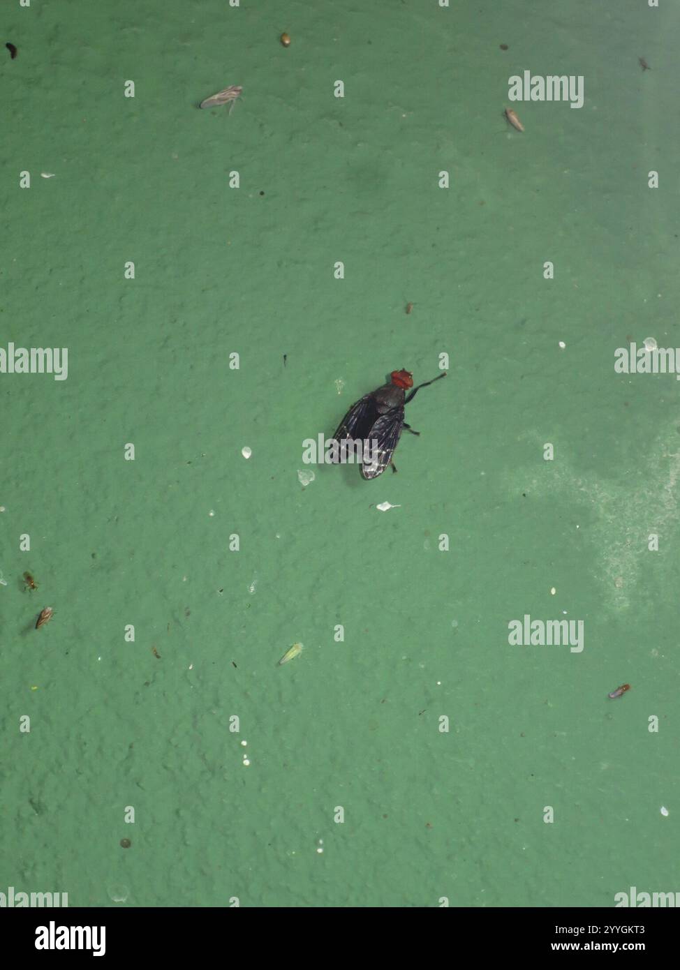 Signal Flies (Platystomatidae Stock Photo - Alamy