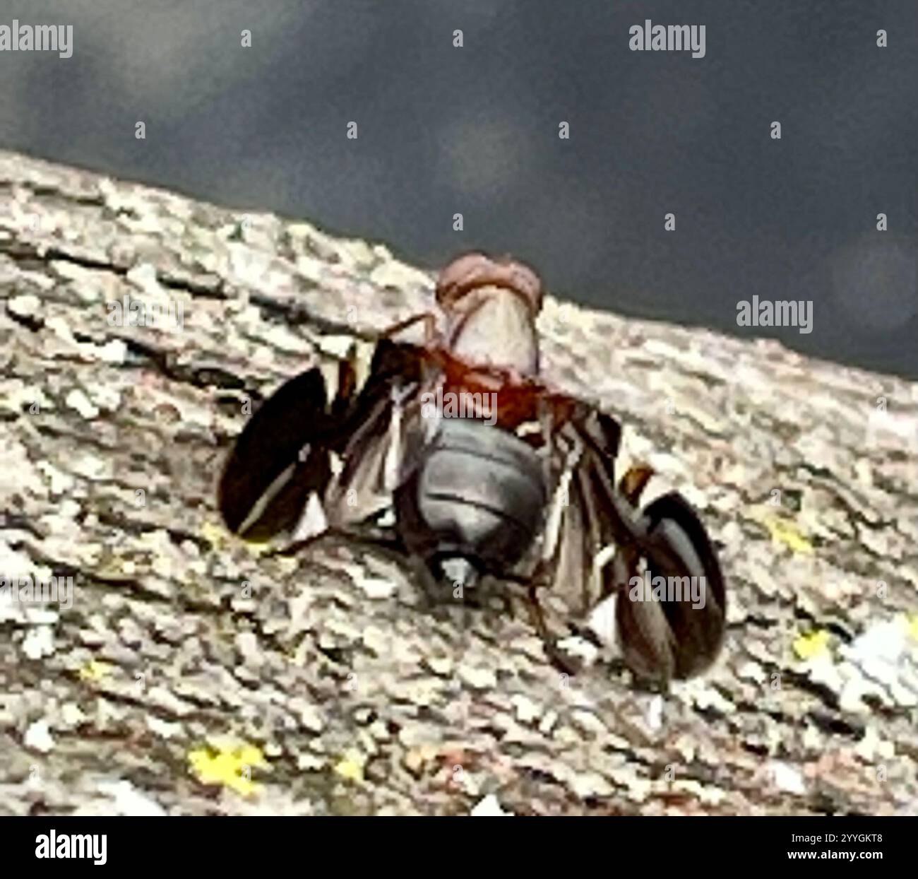 Common Picture-winged Fly (Delphinia picta Stock Photo - Alamy