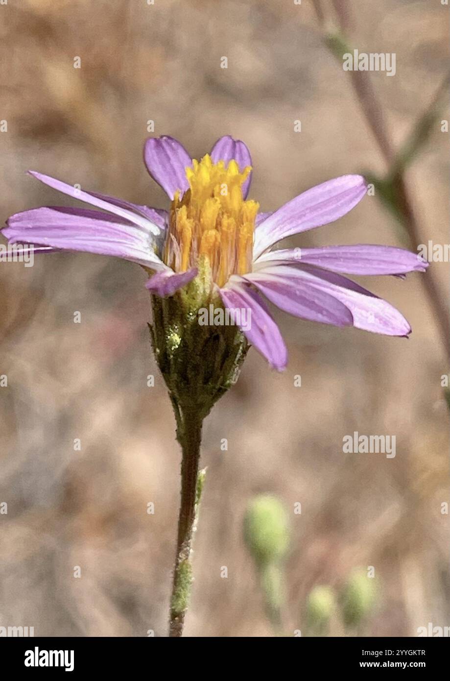 California Aster (Corethrogyne filaginifolia Stock Photo - Alamy