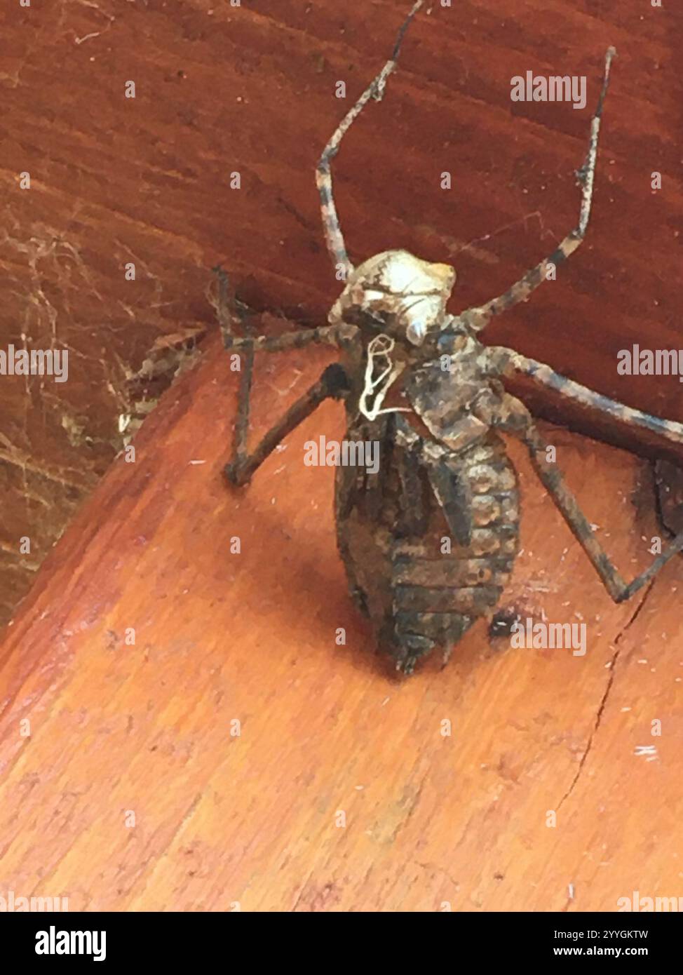 Stream Cruiser (Didymops transversa Stock Photo - Alamy