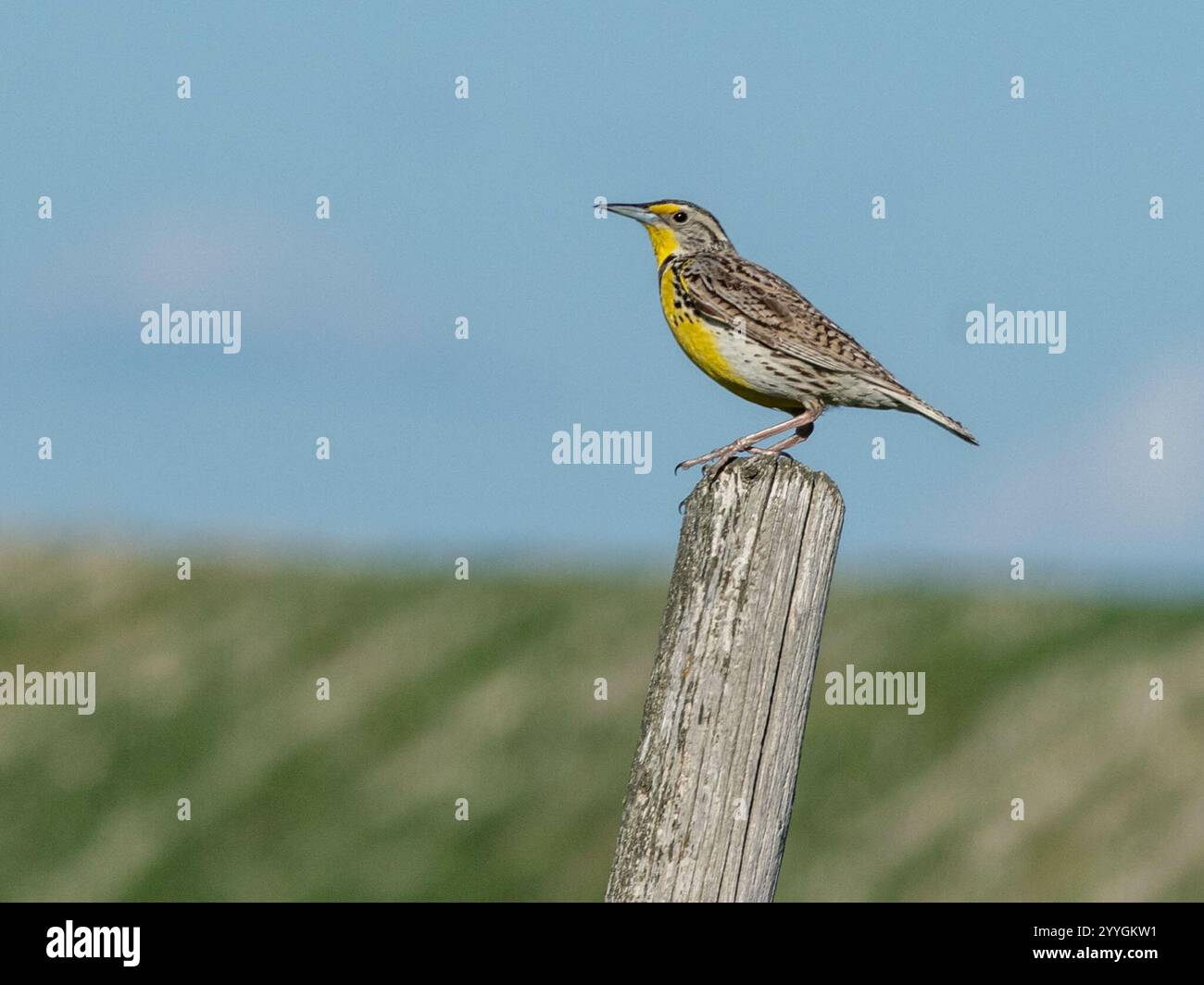 Western Meadowlark (Sturnella neglecta Stock Photo - Alamy