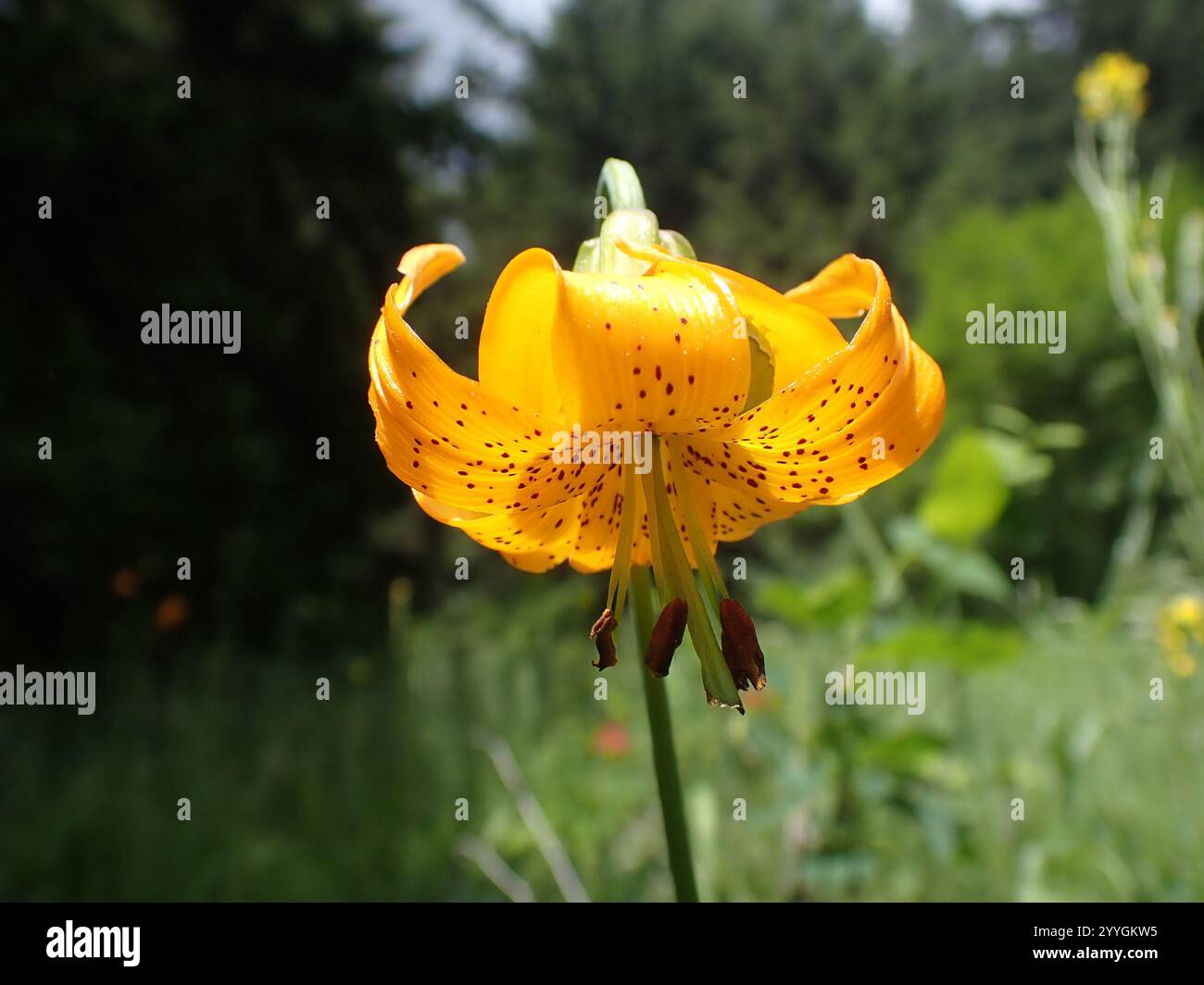 Columbia lily (Lilium columbianum Stock Photo - Alamy