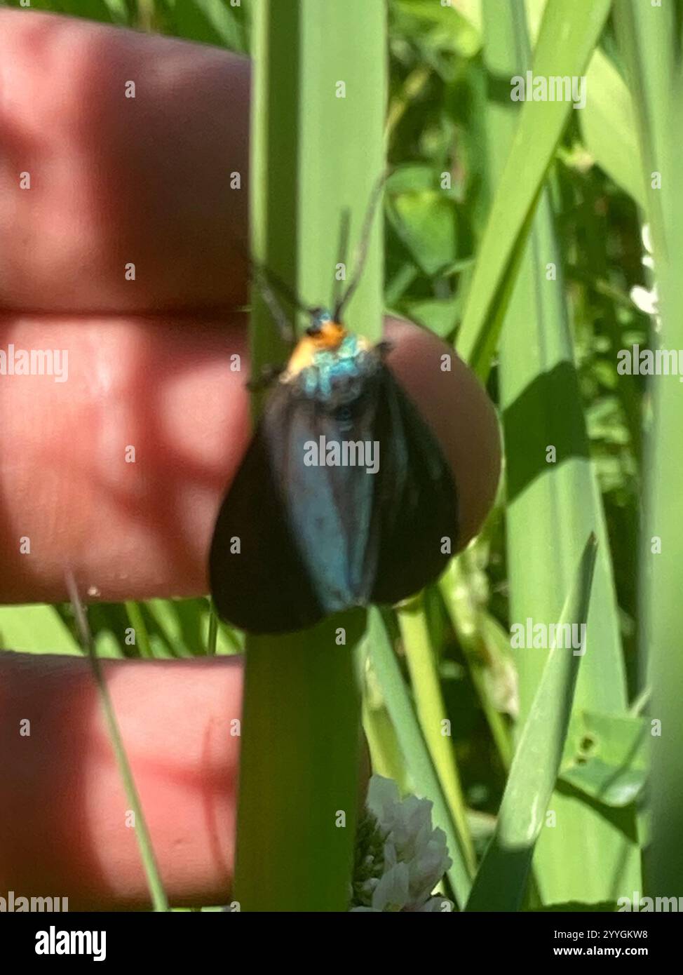 Virginia Ctenucha Moth (Ctenucha virginica Stock Photo - Alamy