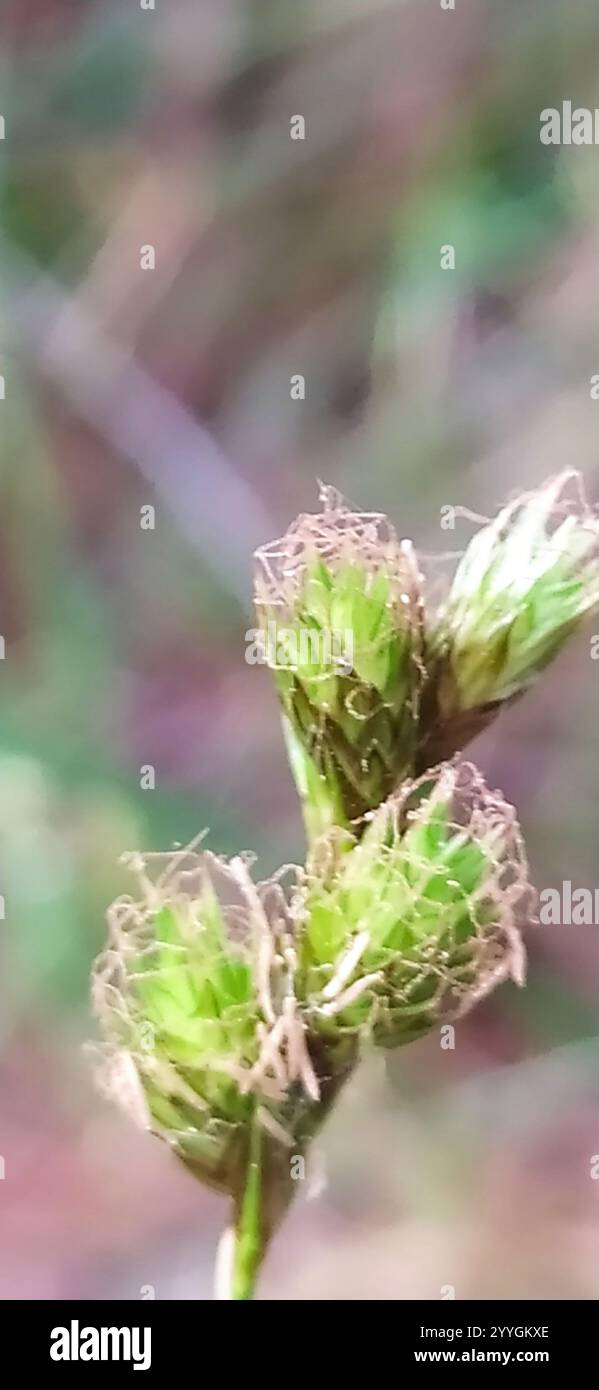 oval sedge (Carex leporina Stock Photo - Alamy