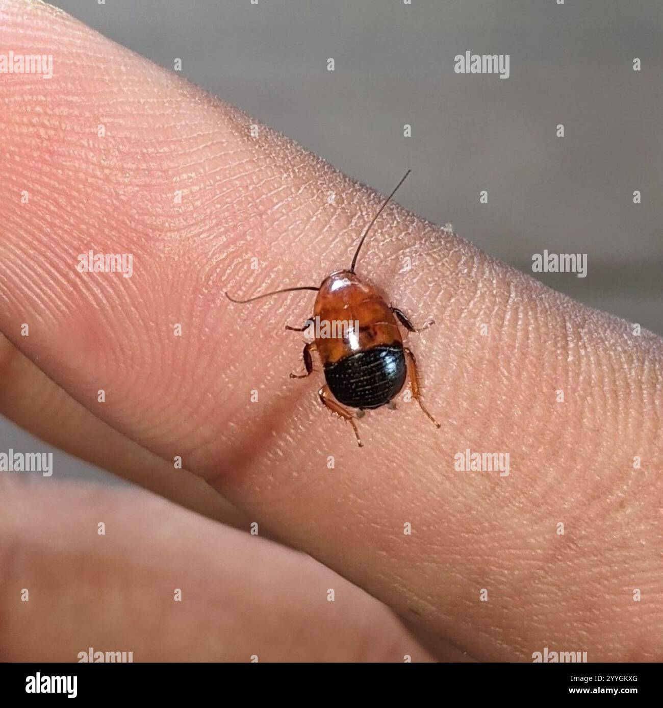 Hemithyrsocera palliata hi-res stock photography and images - Alamy