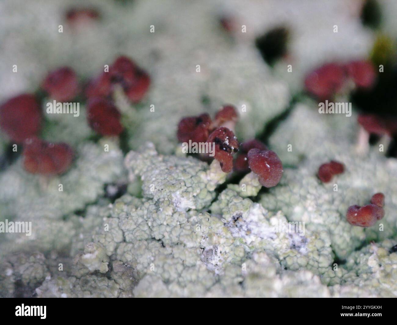 Brown Beret Lichen (Baeomyces rufus Stock Photo - Alamy