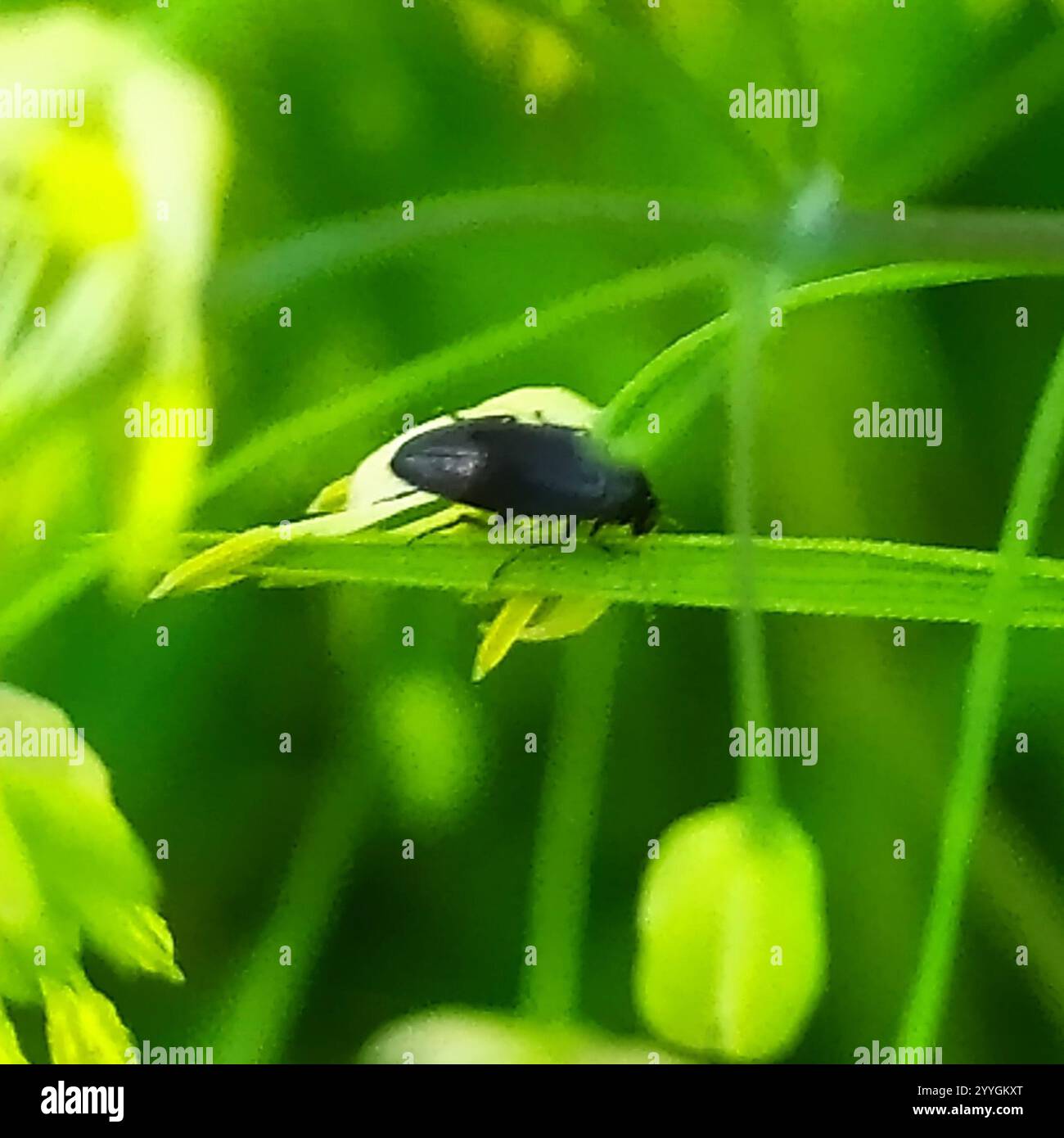 Common Pollen Beetle (Brassicogethes aeneus Stock Photo - Alamy
