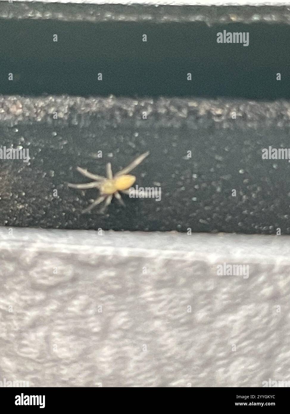 Typical Spiders (Araneomorphae Stock Photo - Alamy