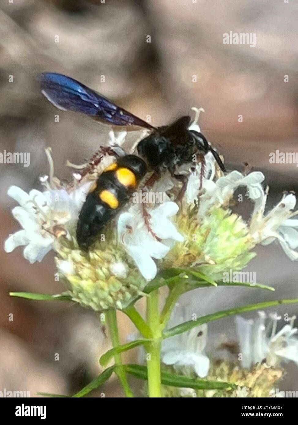 Noble scoliid wasp hi-res stock photography and images - Alamy