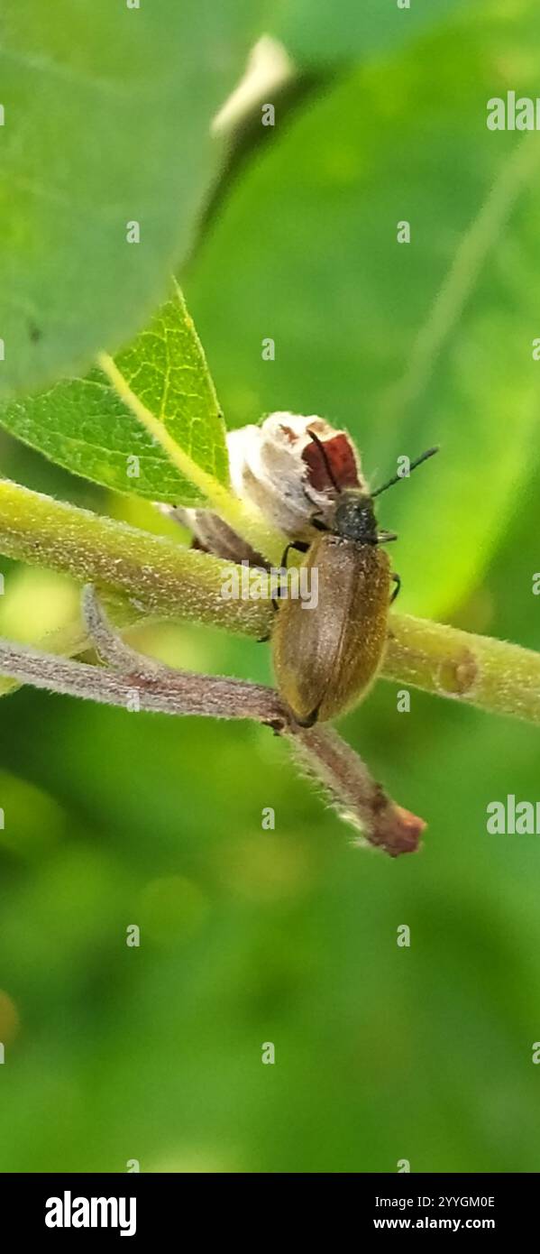 Rough-haired Lagria Beetle (Lagria hirta Stock Photo - Alamy