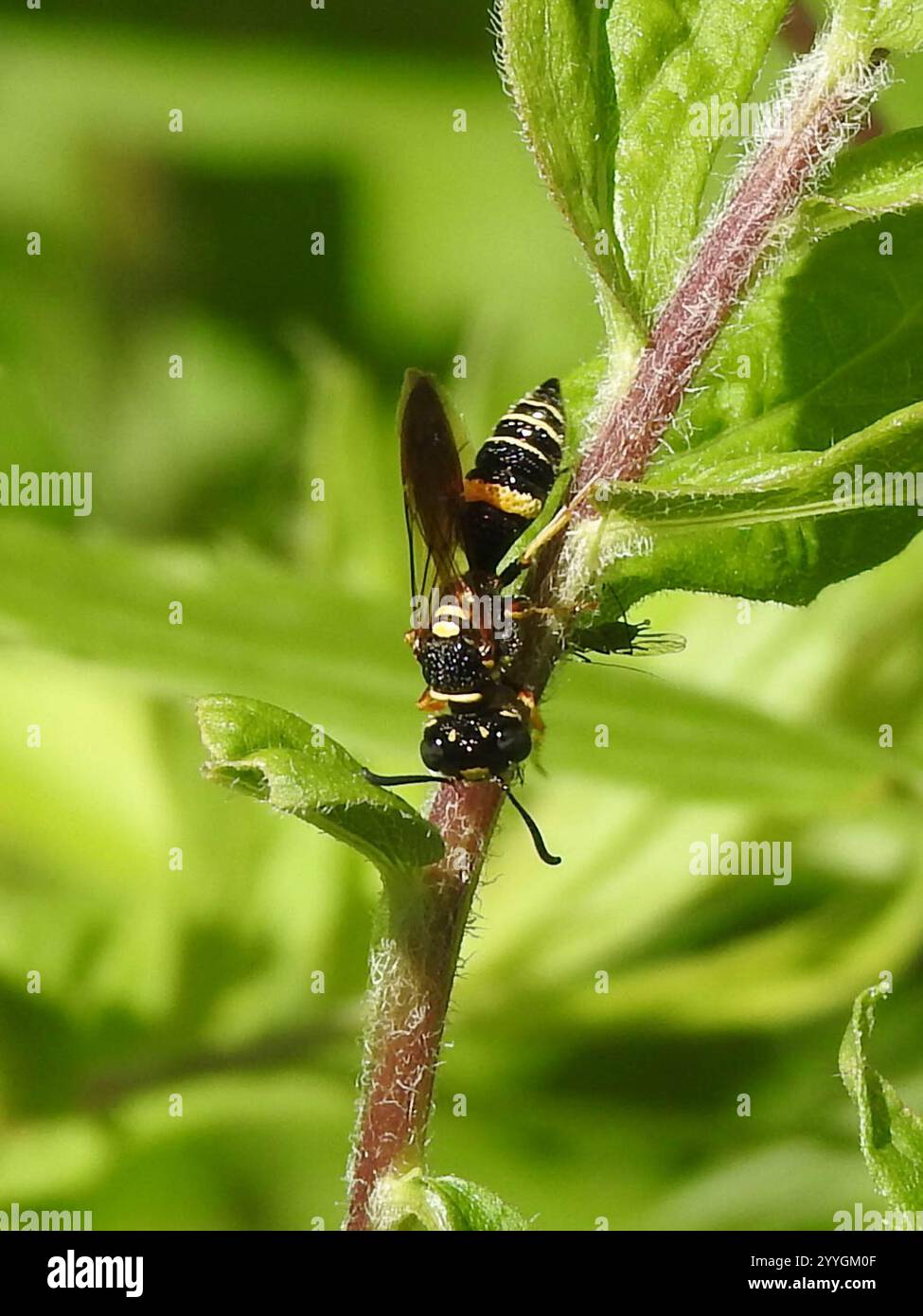 Hump-backed Beewolf (Philanthus gibbosus Stock Photo - Alamy