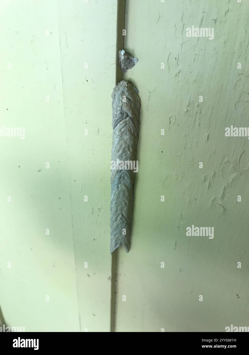 Organ-pipe Mud-dauber Wasp (Trypoxylon politum Stock Photo - Alamy