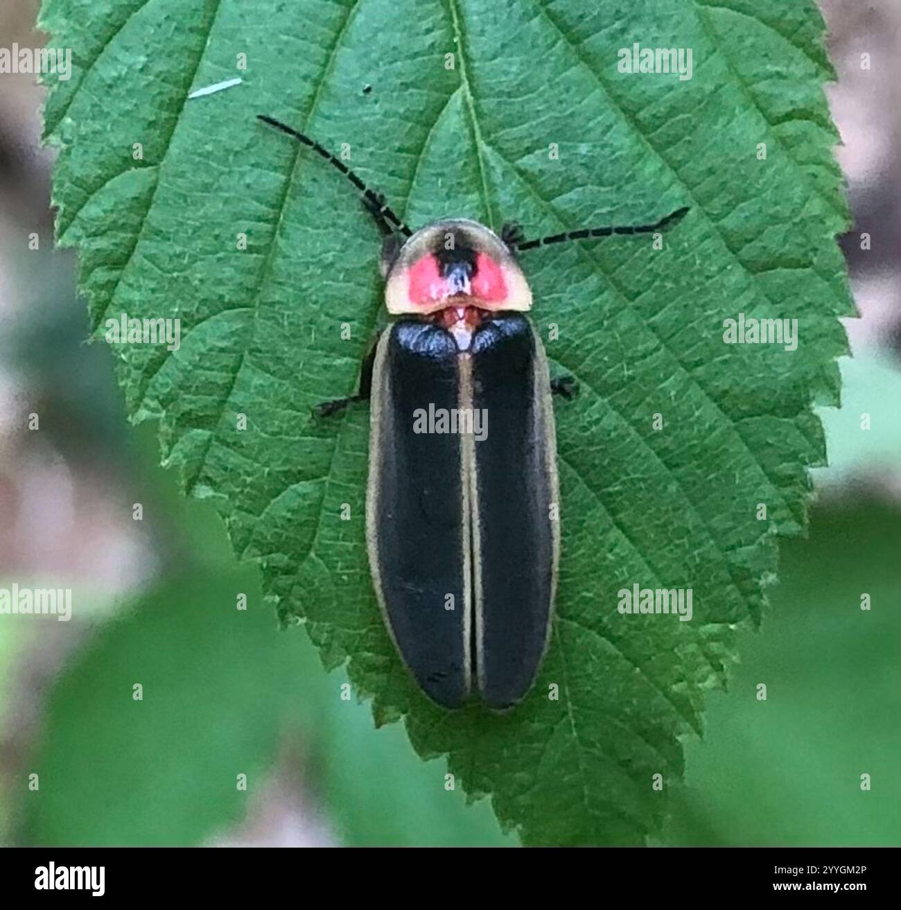 Common Eastern Firefly (Photinus pyralis Stock Photo - Alamy