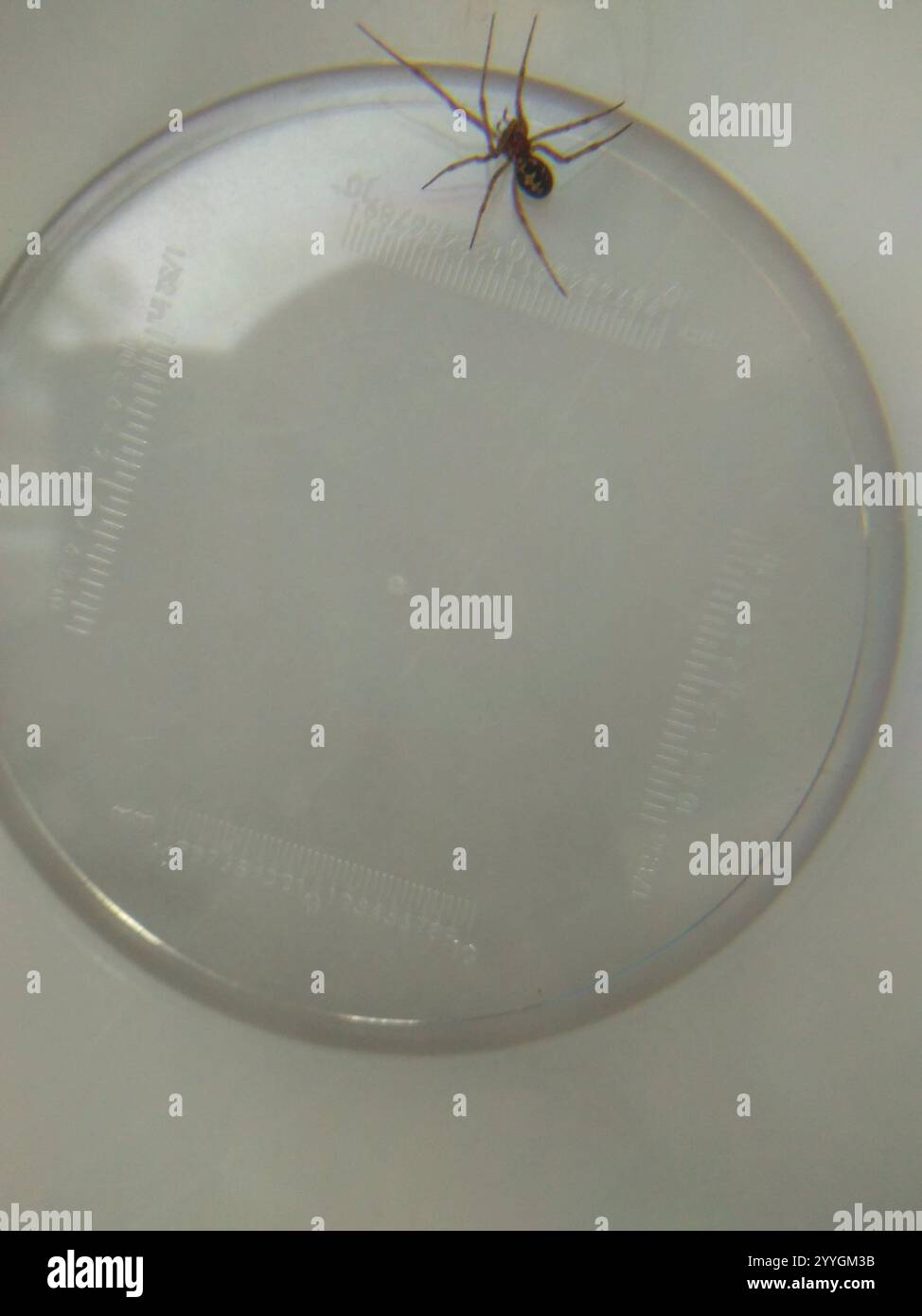 Triangulate Combfoot (Steatoda triangulosa Stock Photo - Alamy