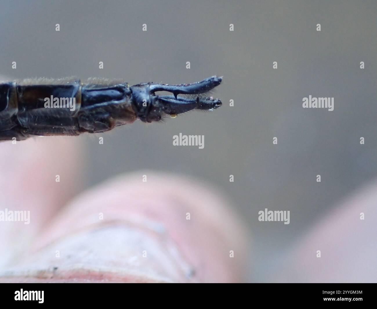 Spiny Baskettail (Epitheca spinigera Stock Photo - Alamy
