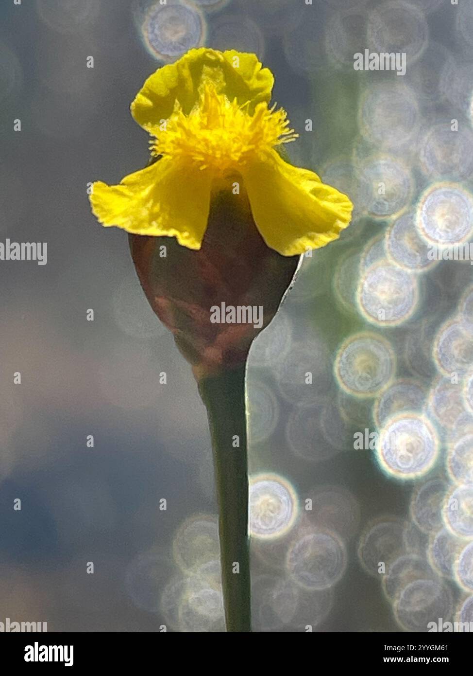 Bog Yellow-eyed Grass (Xyris difformis Stock Photo - Alamy