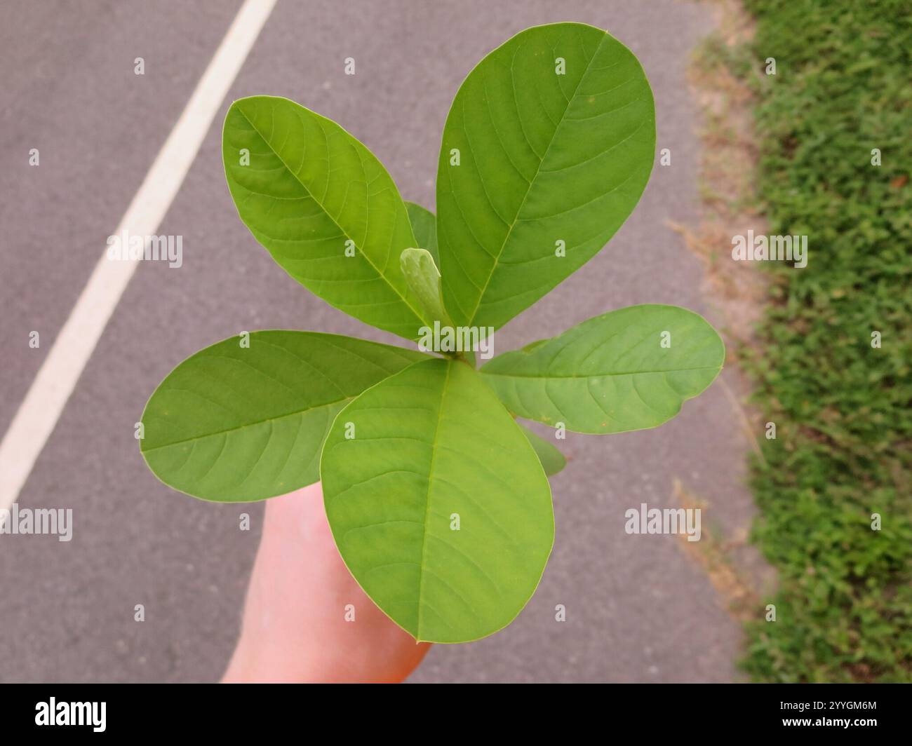 Showy Rattlebox (Crotalaria spectabilis Stock Photo - Alamy