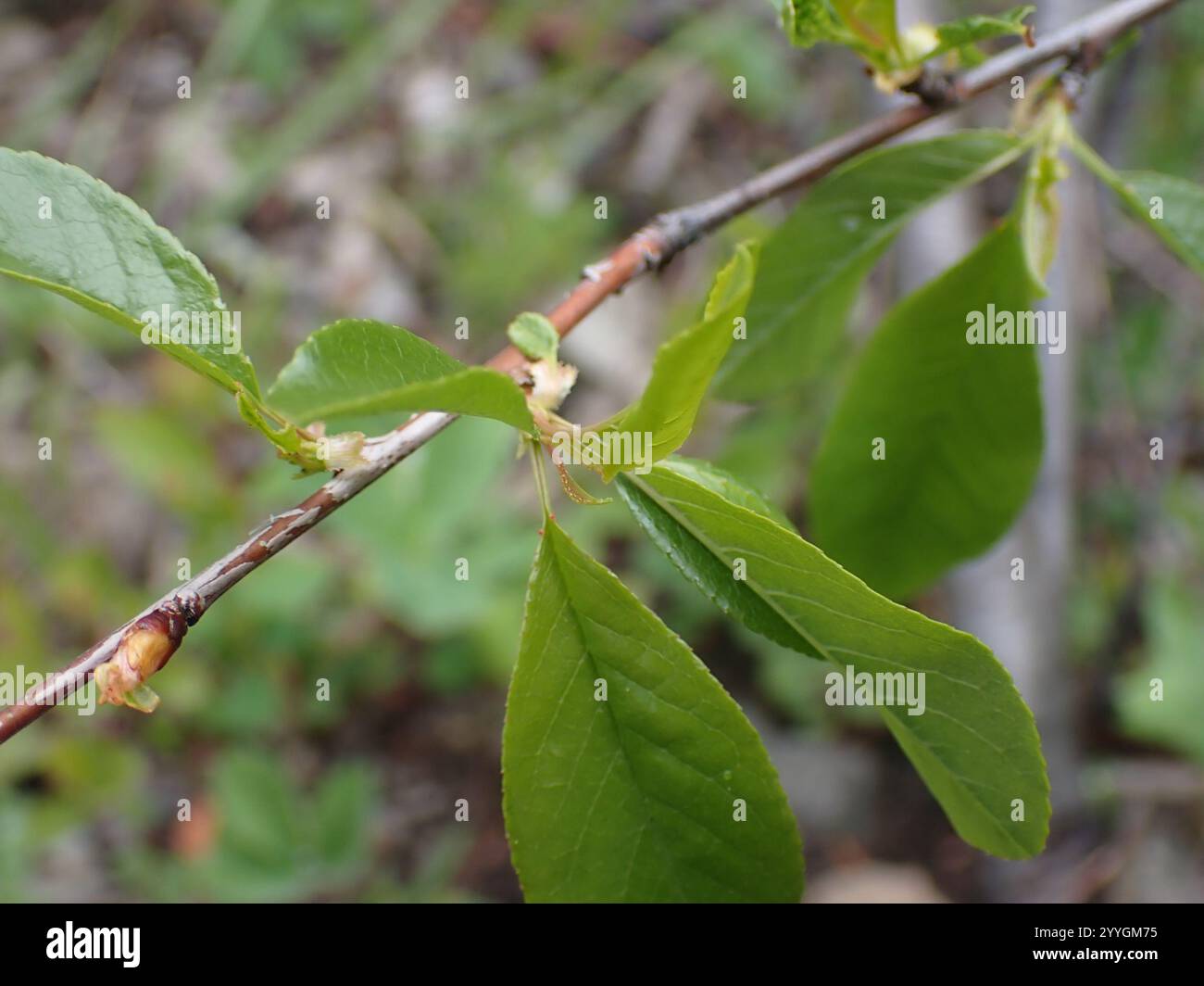 Prunus emarginata hi-res stock photography and images - Alamy