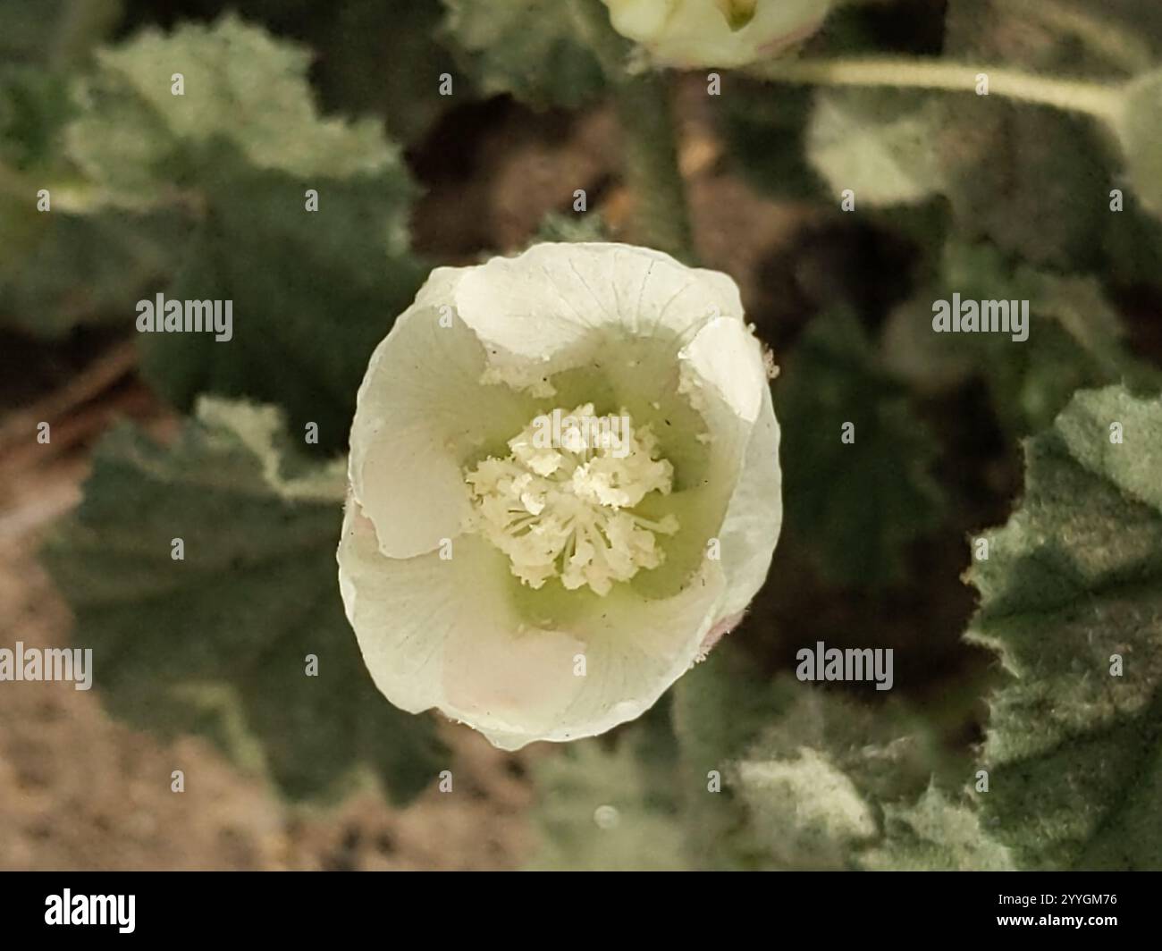 alkali mallow (Malvella leprosa Stock Photo - Alamy